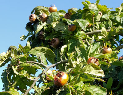 Medler! – Ariadne's Thread